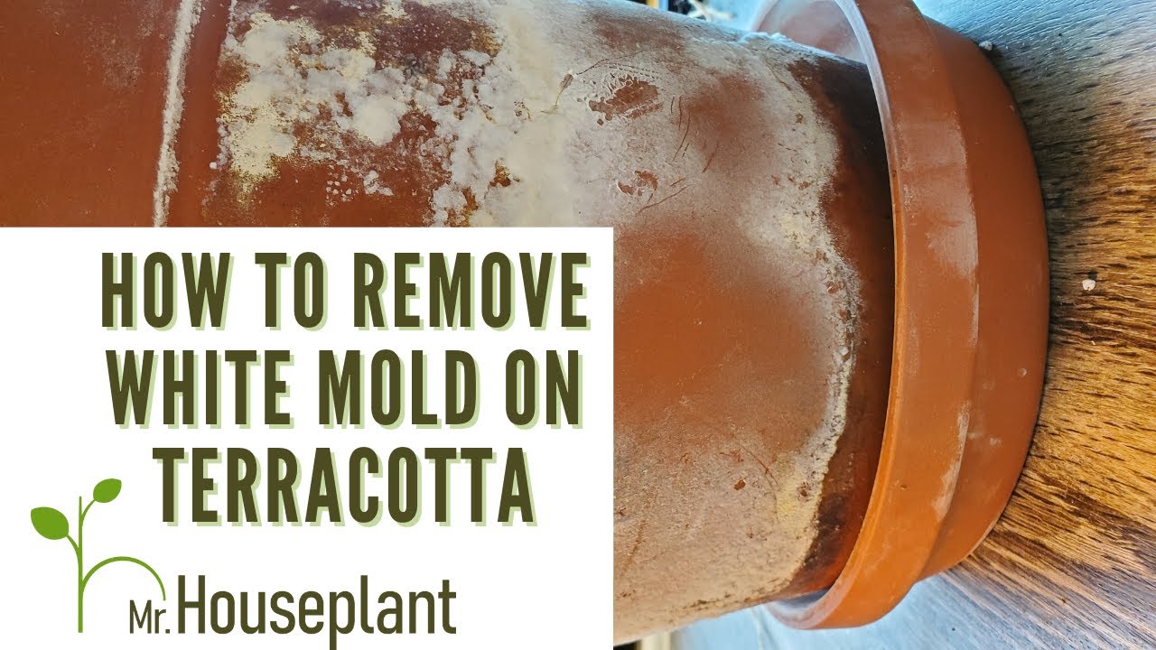 "Effective Techniques for Eliminating White Mold on Terracotta Pots: A ...